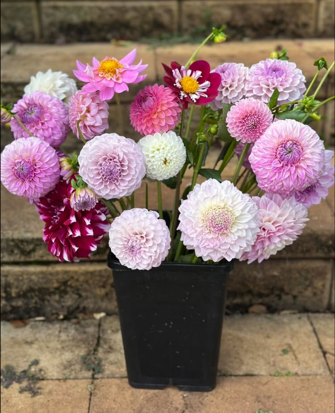 Dahlia Buckets – Misty Ridge Flowers