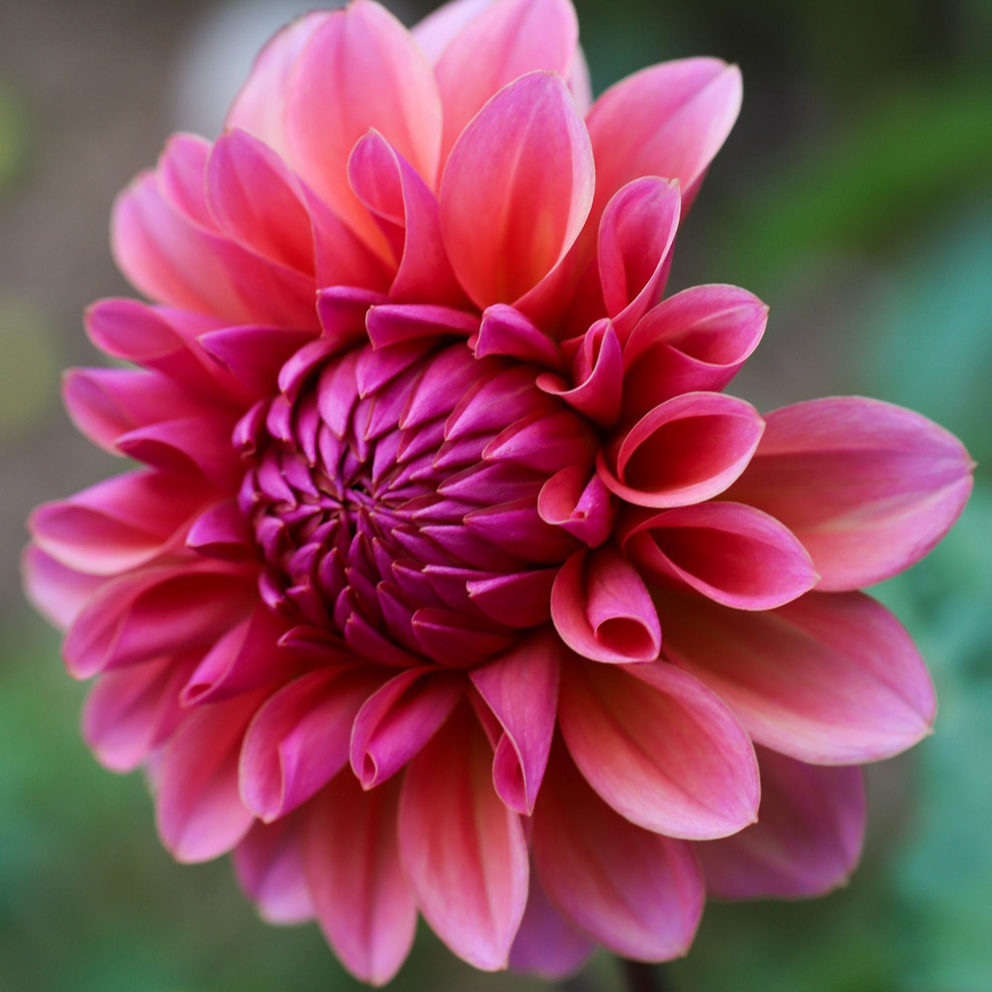 Dahlia Tubers – Misty Ridge Flowers
