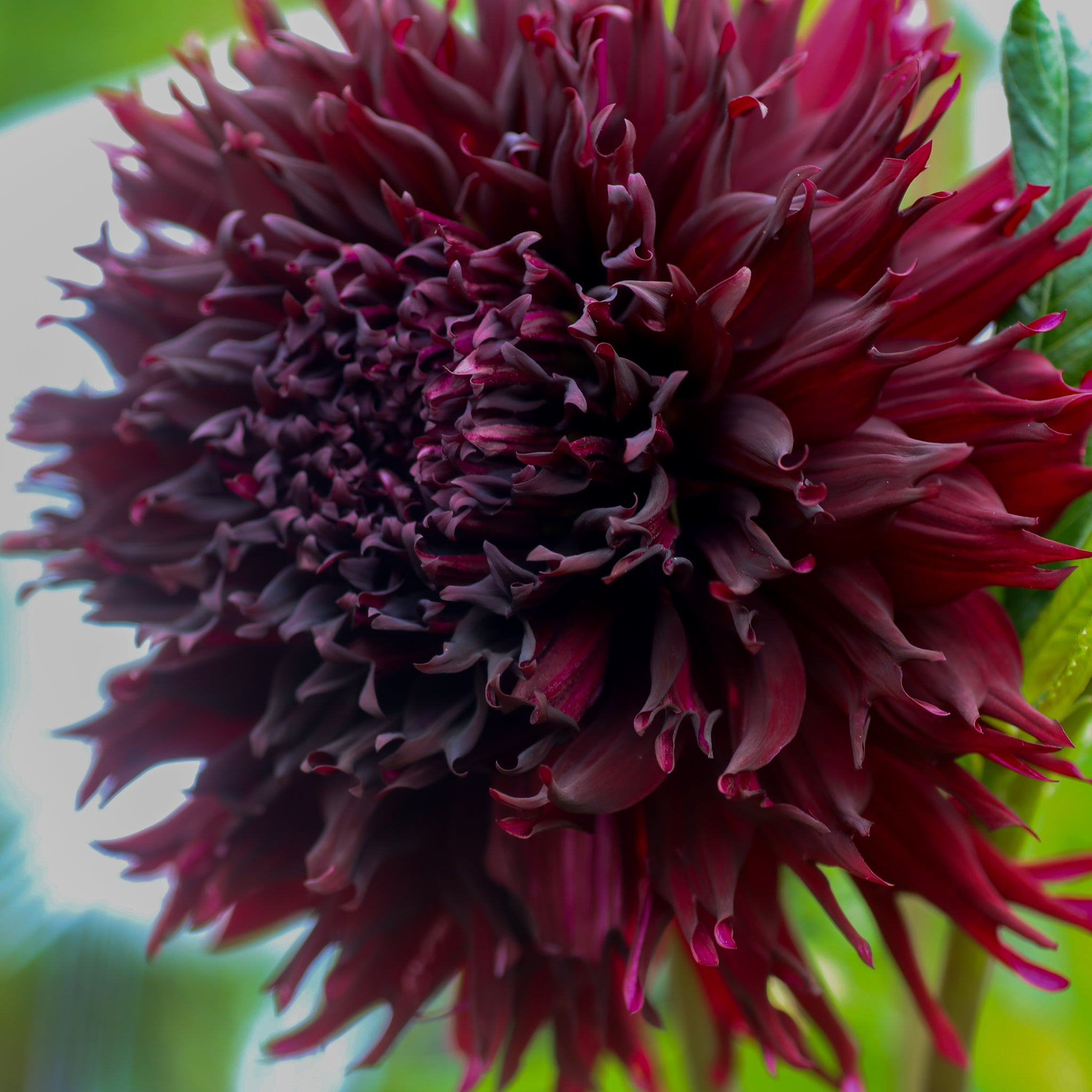 Dahlia Tubers – Misty Ridge Flowers