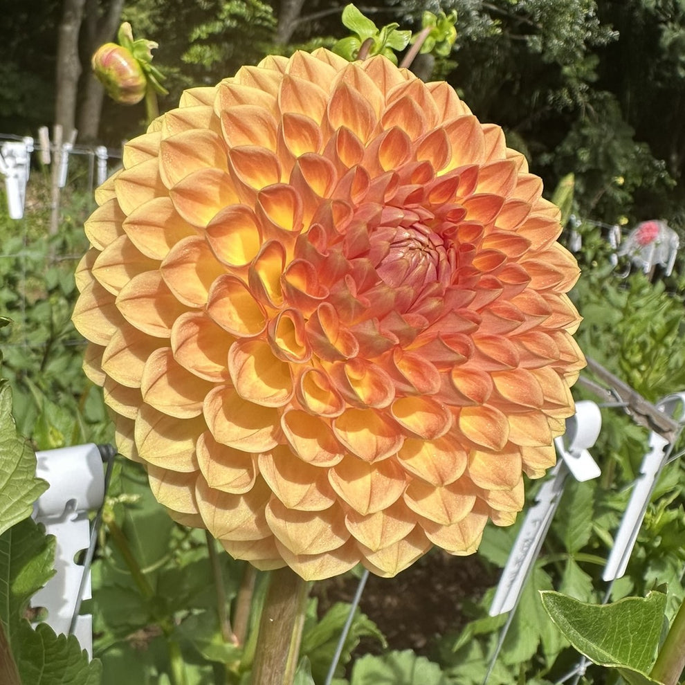 Blyton Softer Gleam – Misty Ridge Flowers