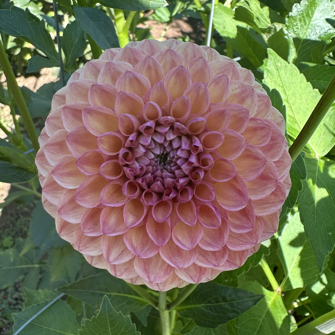 Dahlia Tubers – Misty Ridge Flowers