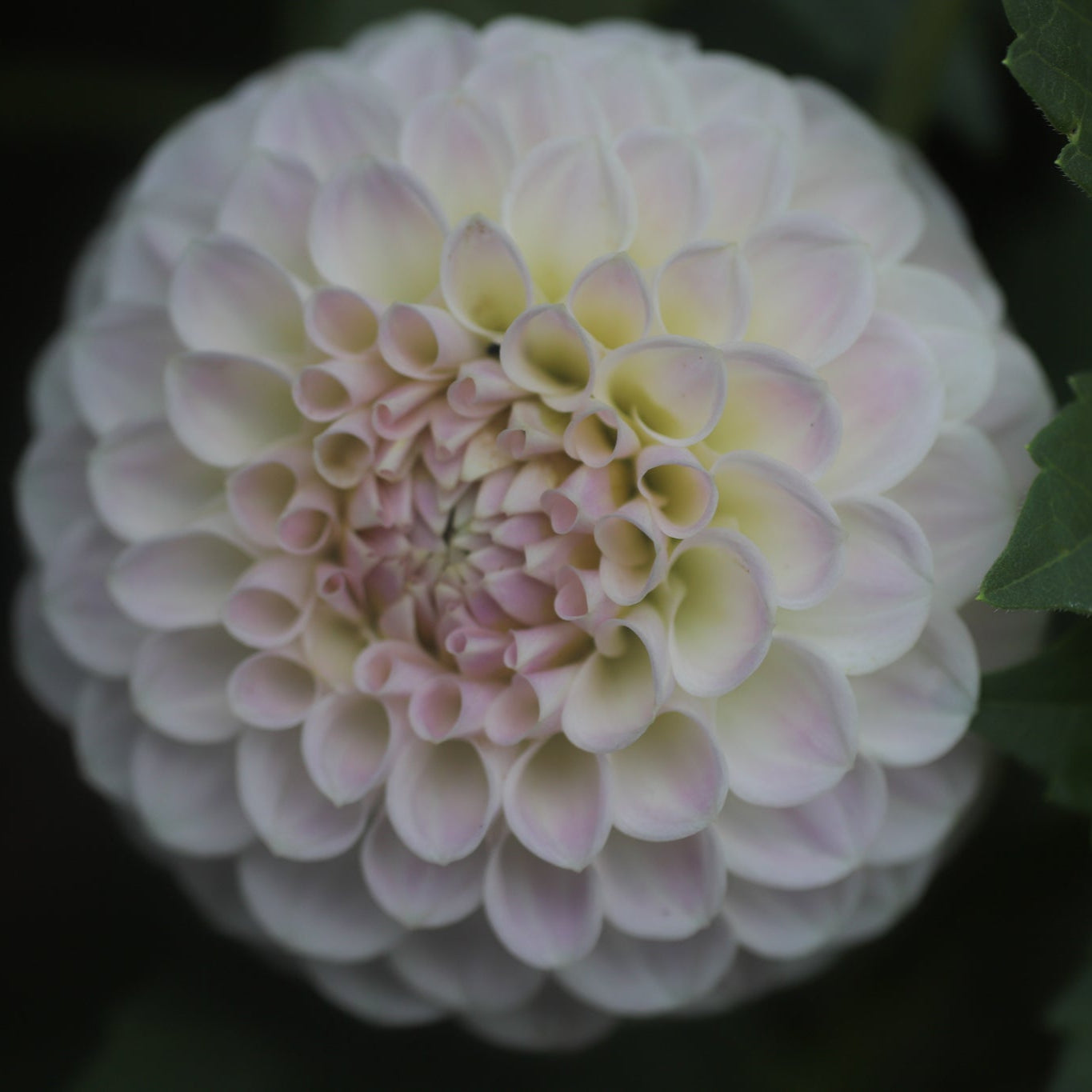 Brian's Dream – Misty Ridge Flowers