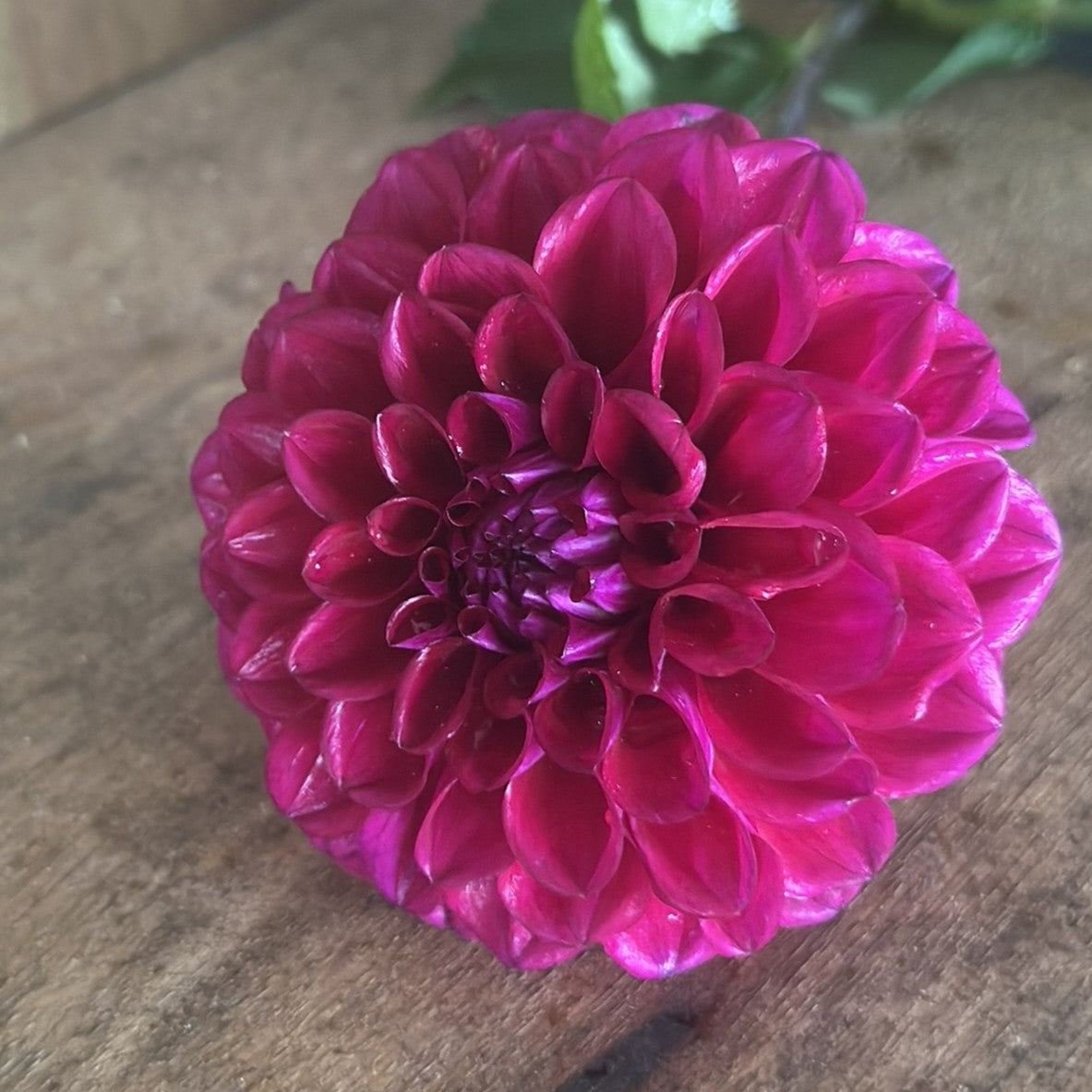 Chad – Misty Ridge Flowers