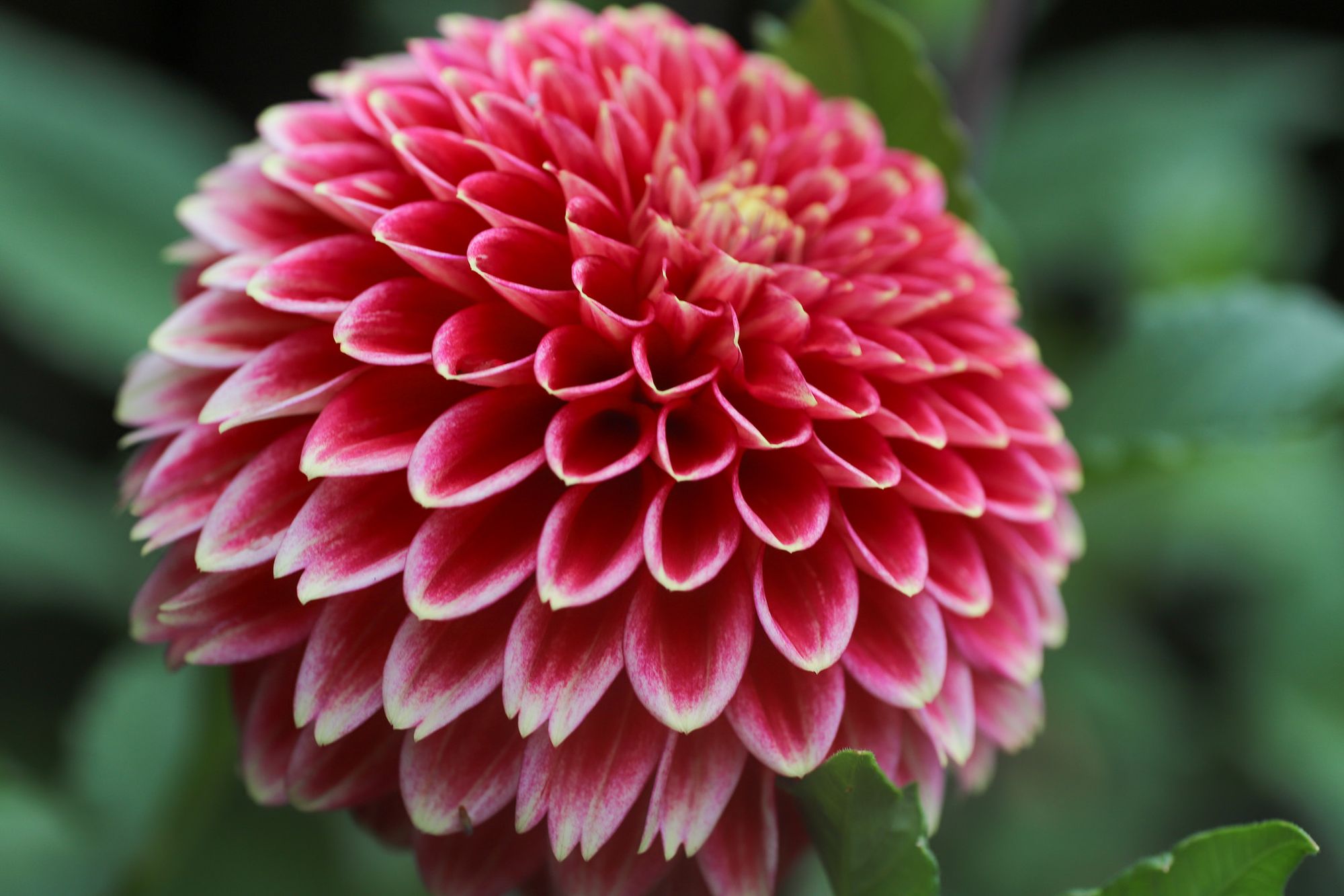 Coral Isle – Misty Ridge Flowers