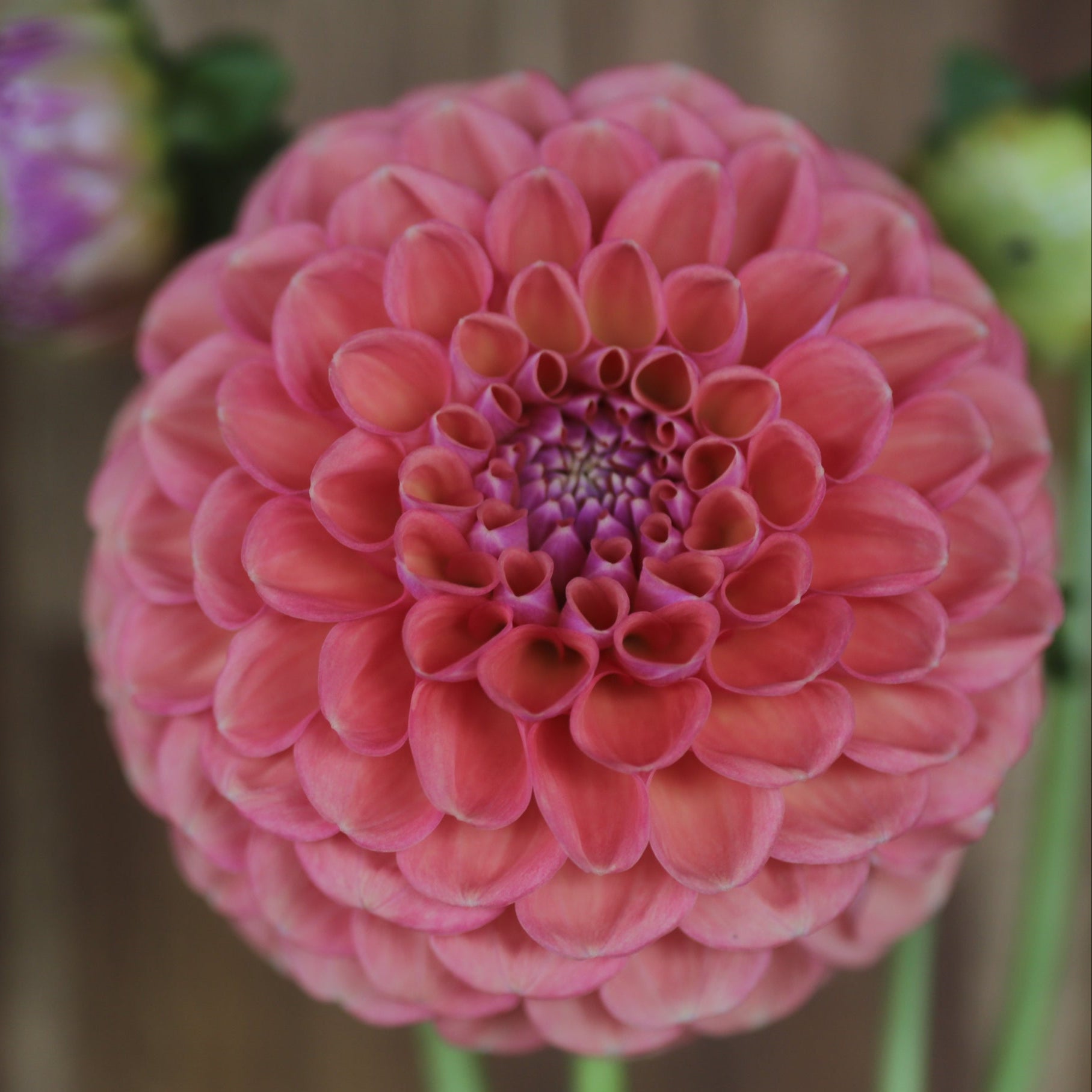 Devon Apollo – Misty Ridge Flowers