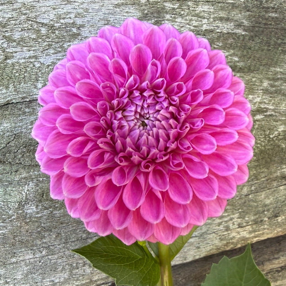 Devon Delta – Misty Ridge Flowers