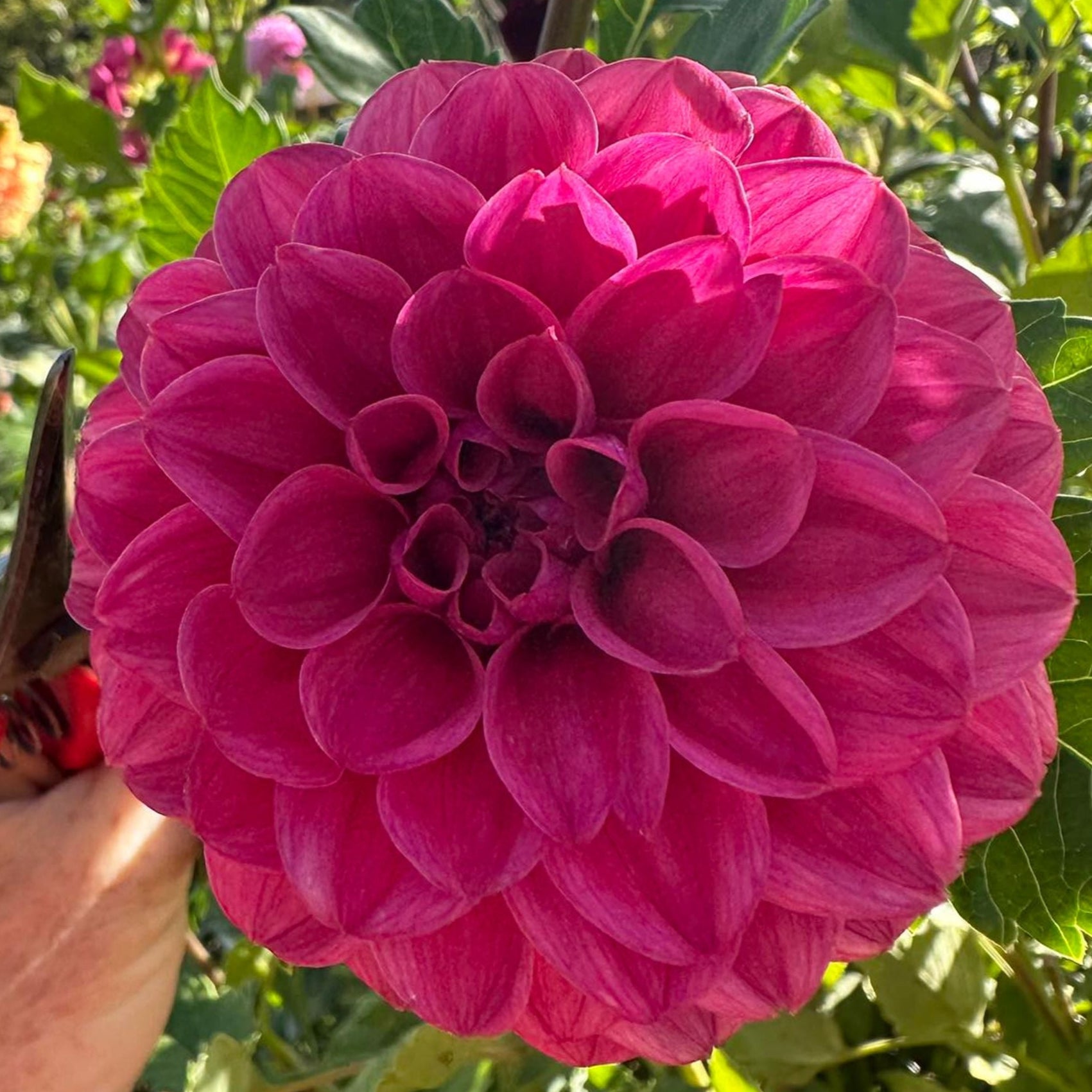 Dusty Rose – Misty Ridge Flowers