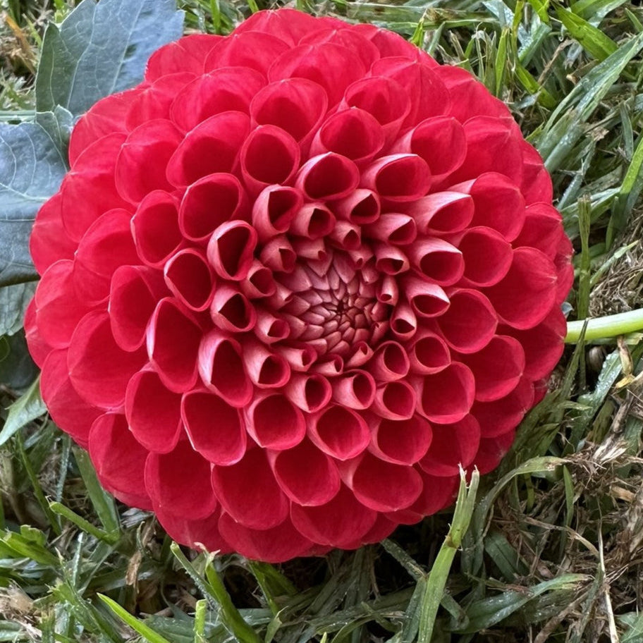 Florelie Ponyo – Misty Ridge Flowers