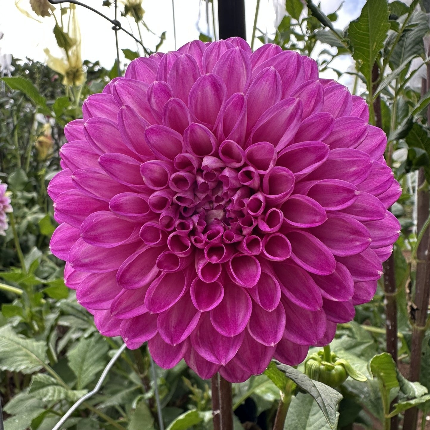 Glenmarc Challenger – Misty Ridge Flowers