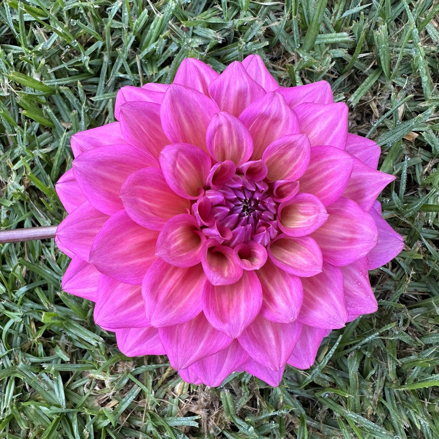 Dahlia Tubers – Misty Ridge Flowers