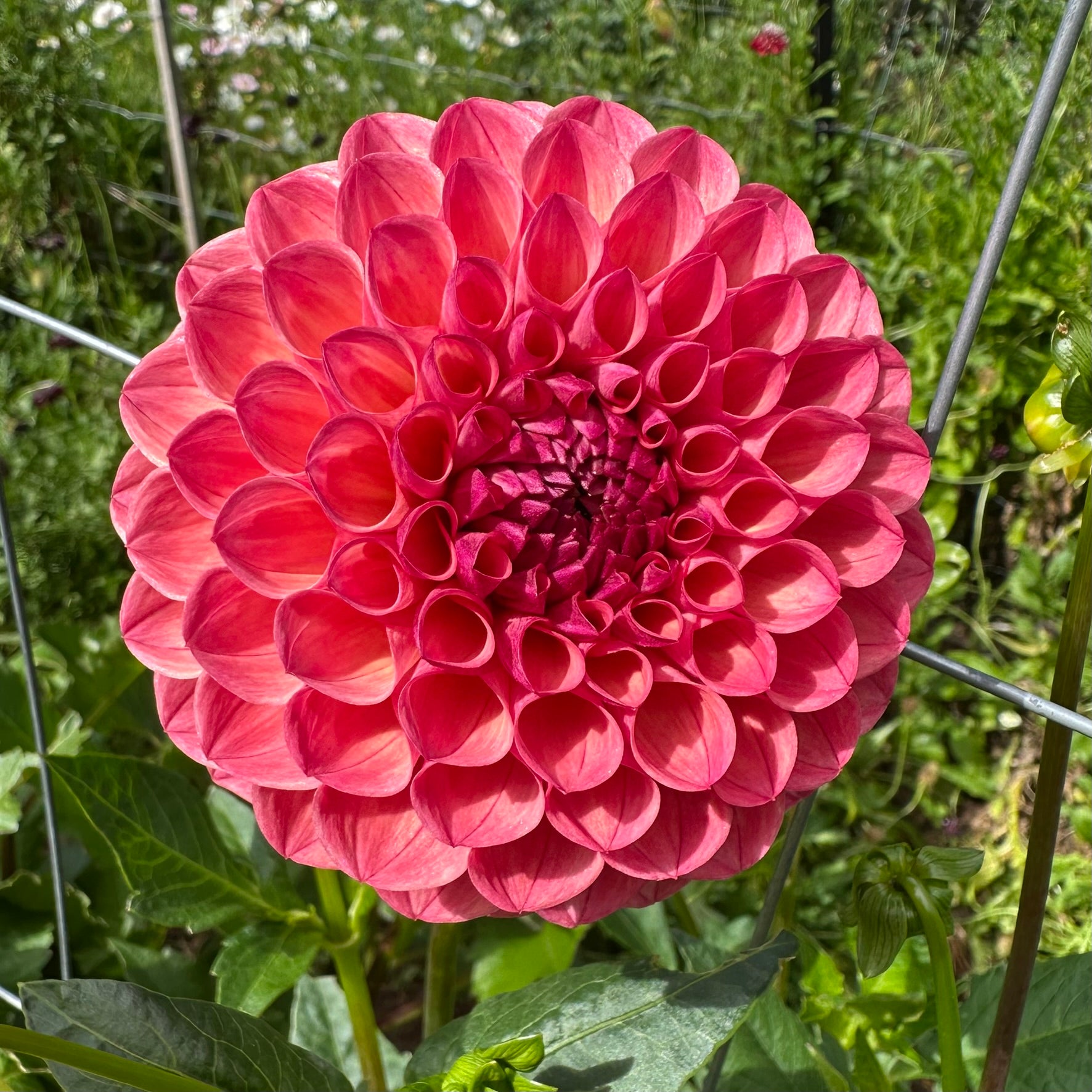 Parklea KB – Misty Ridge Flowers
