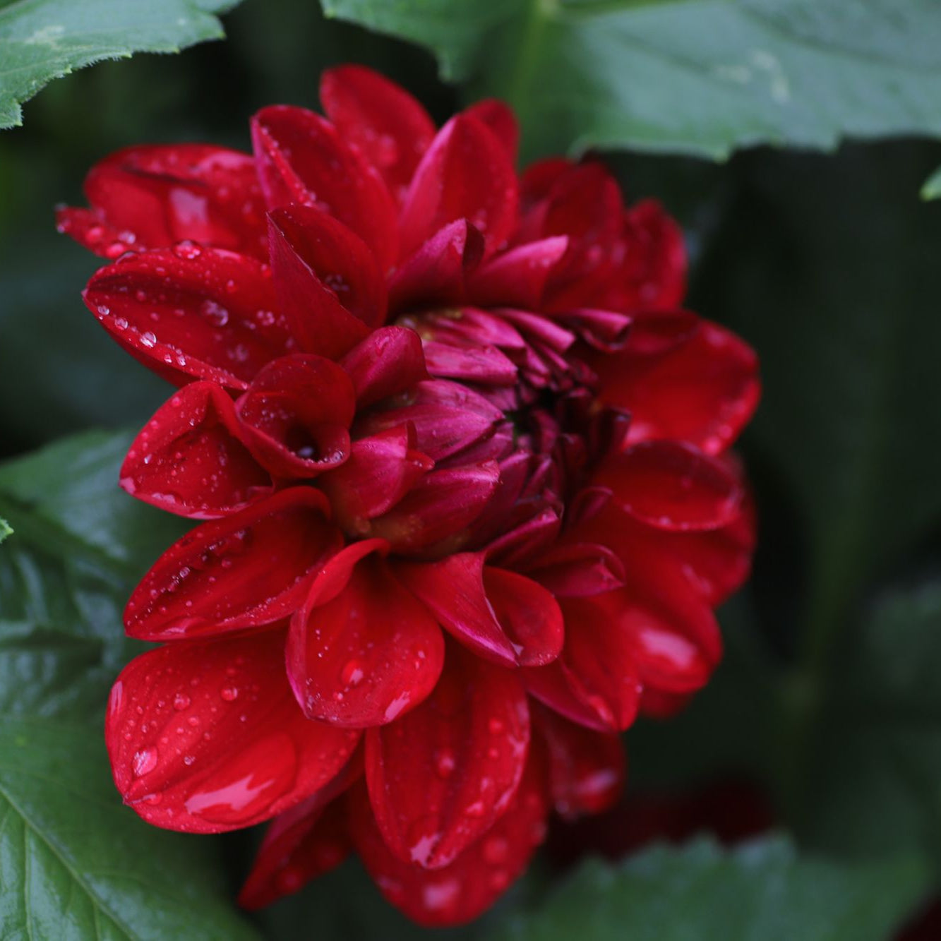 Tango – Misty Ridge Flowers