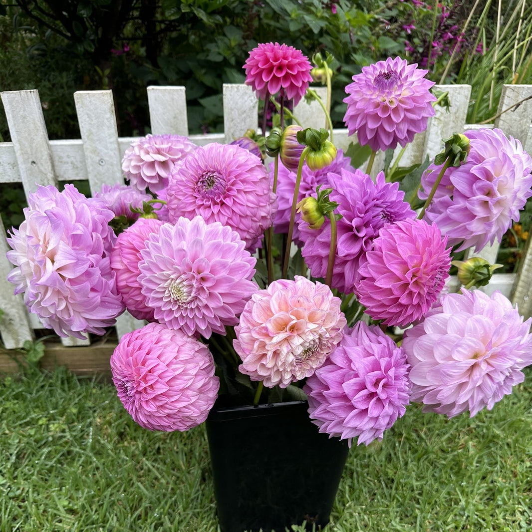 Dahlia Buckets – Misty Ridge Flowers